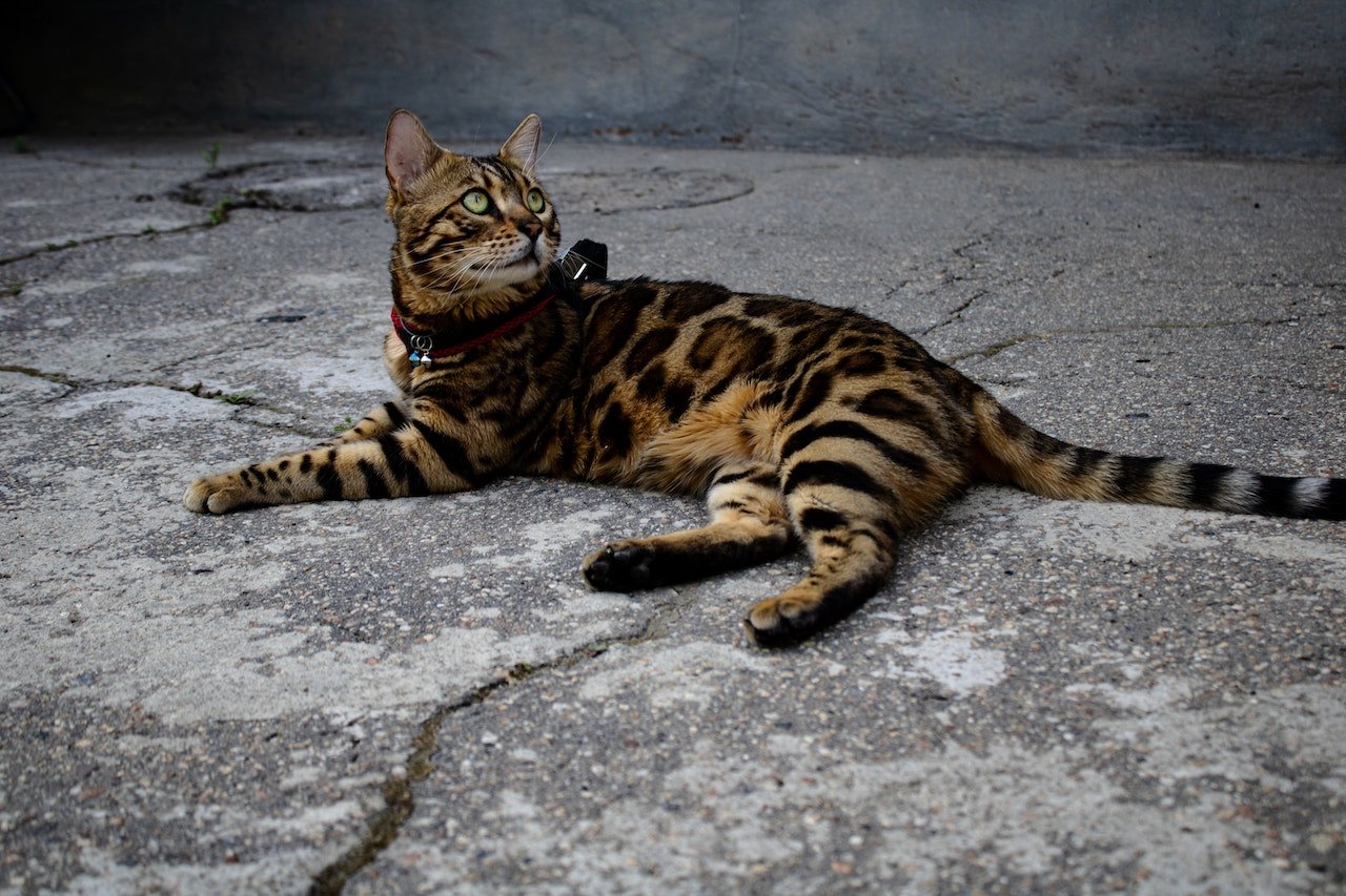 8 Unique Personalities of A Bengal Kitten – Petketoo